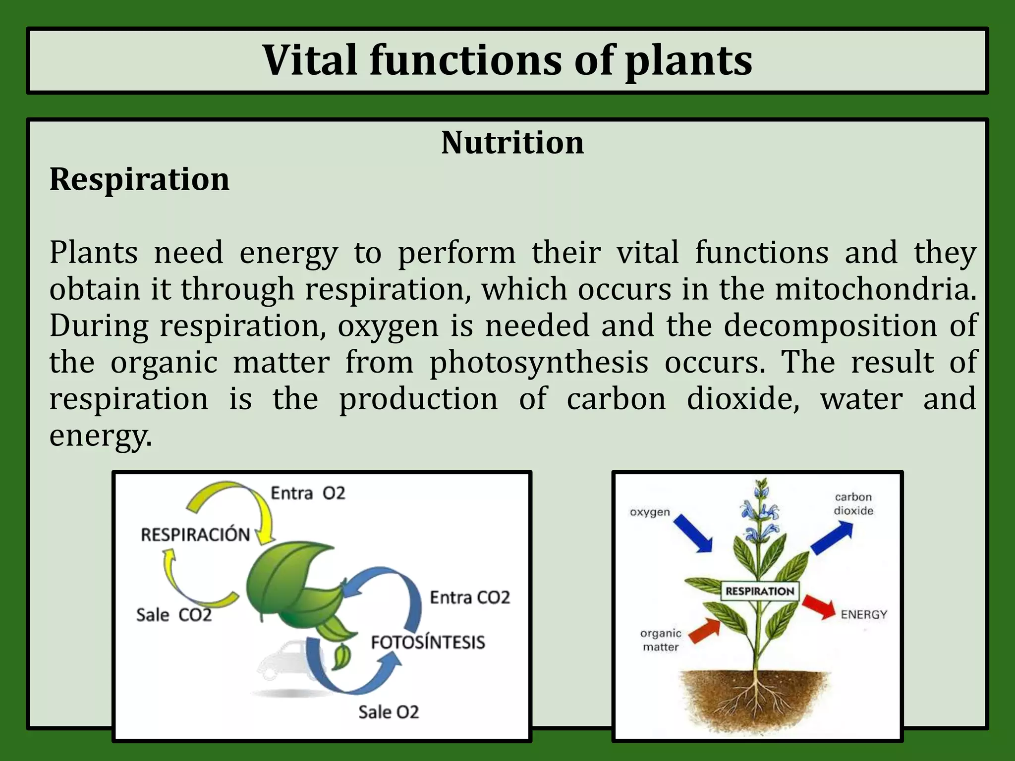 Kingdom Plantae - Vital functions | PPTX