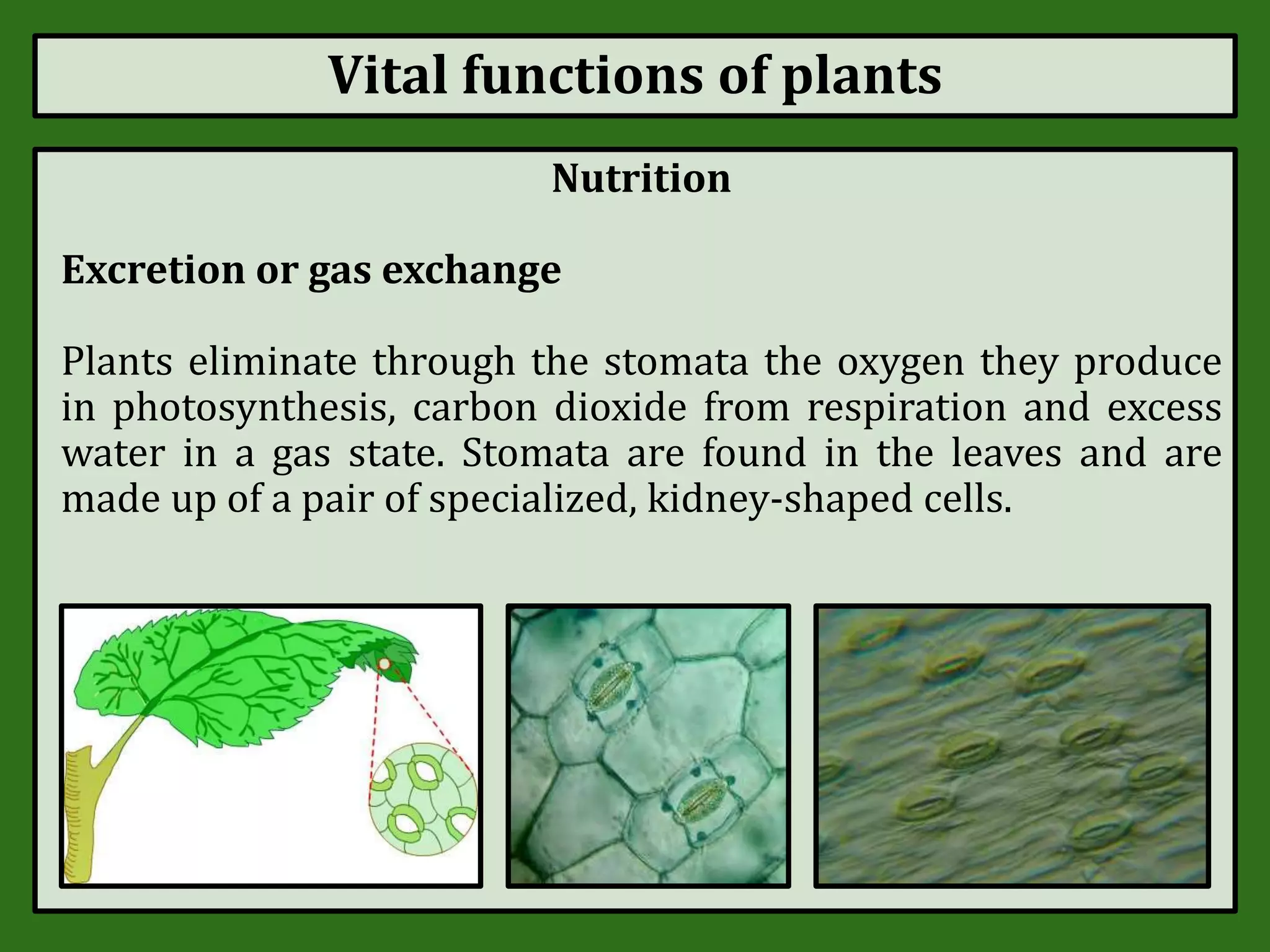 Kingdom Plantae - Vital functions | PPTX