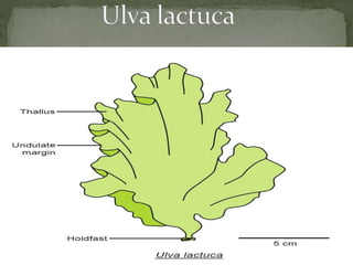 Ulva Diagram