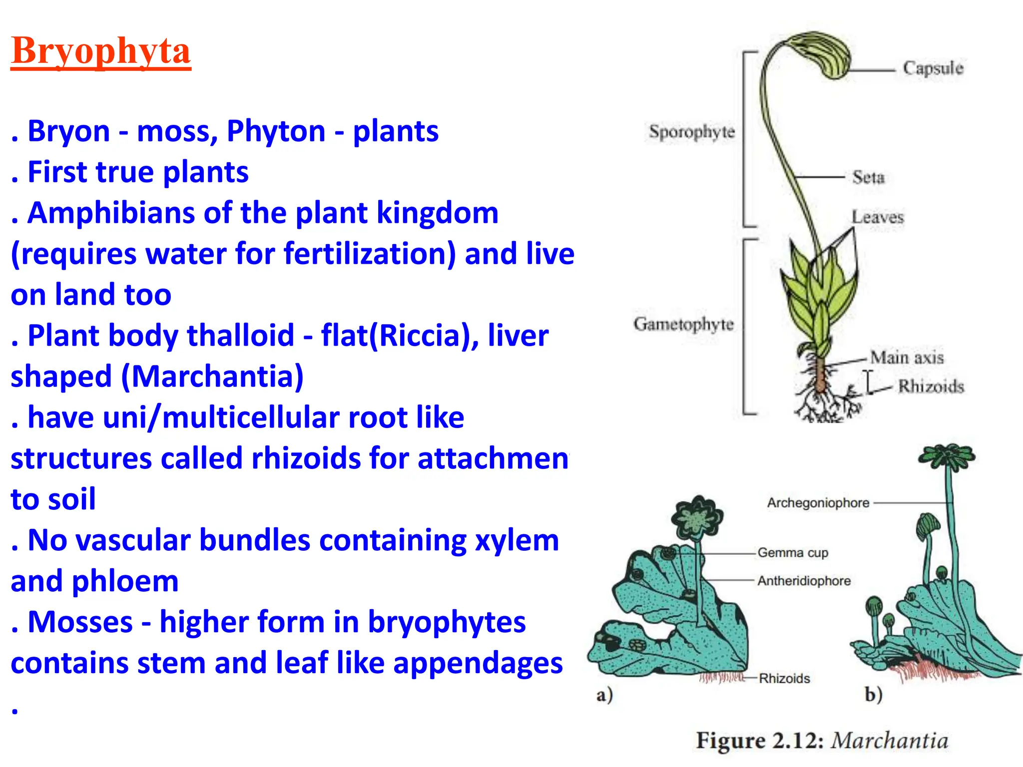 kingdom plantae (class 9) - thallo, bryo, pterio, gymno, angio | PPTX