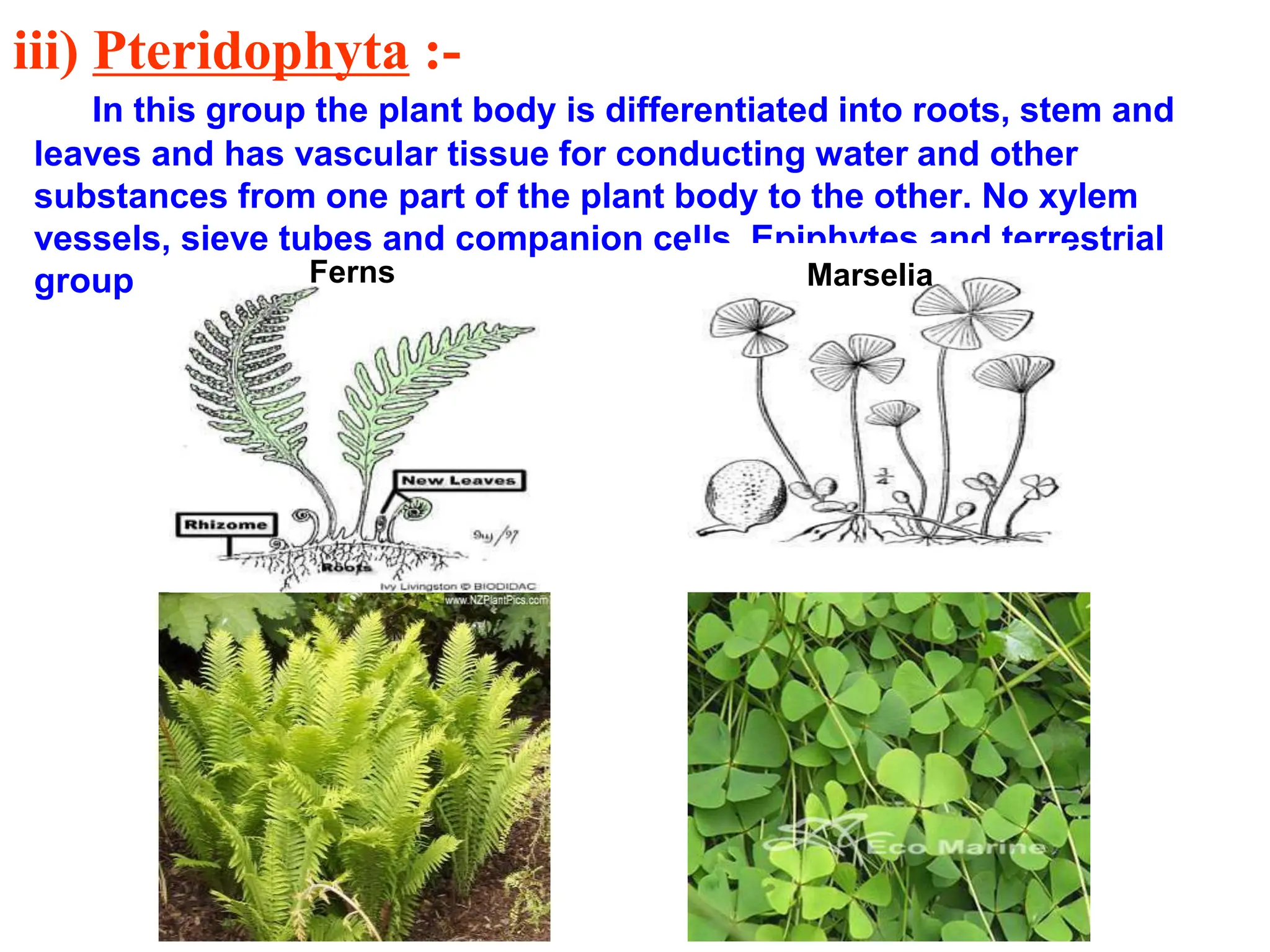 kingdom plantae (class 9) - thallo, bryo, pterio, gymno, angio | PPTX