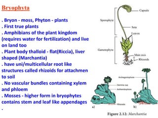 kingdom plantae (class 9) - thallo, bryo, pterio, gymno, angio | PPTX