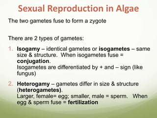 Kingdom plantae introduction | PPTX