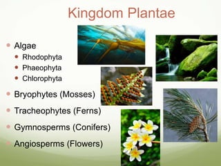 Kingdom plantae introduction | PPTX