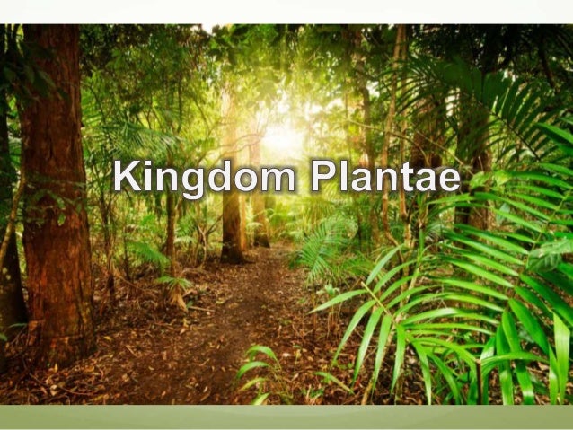 Kingdom plantae introduction