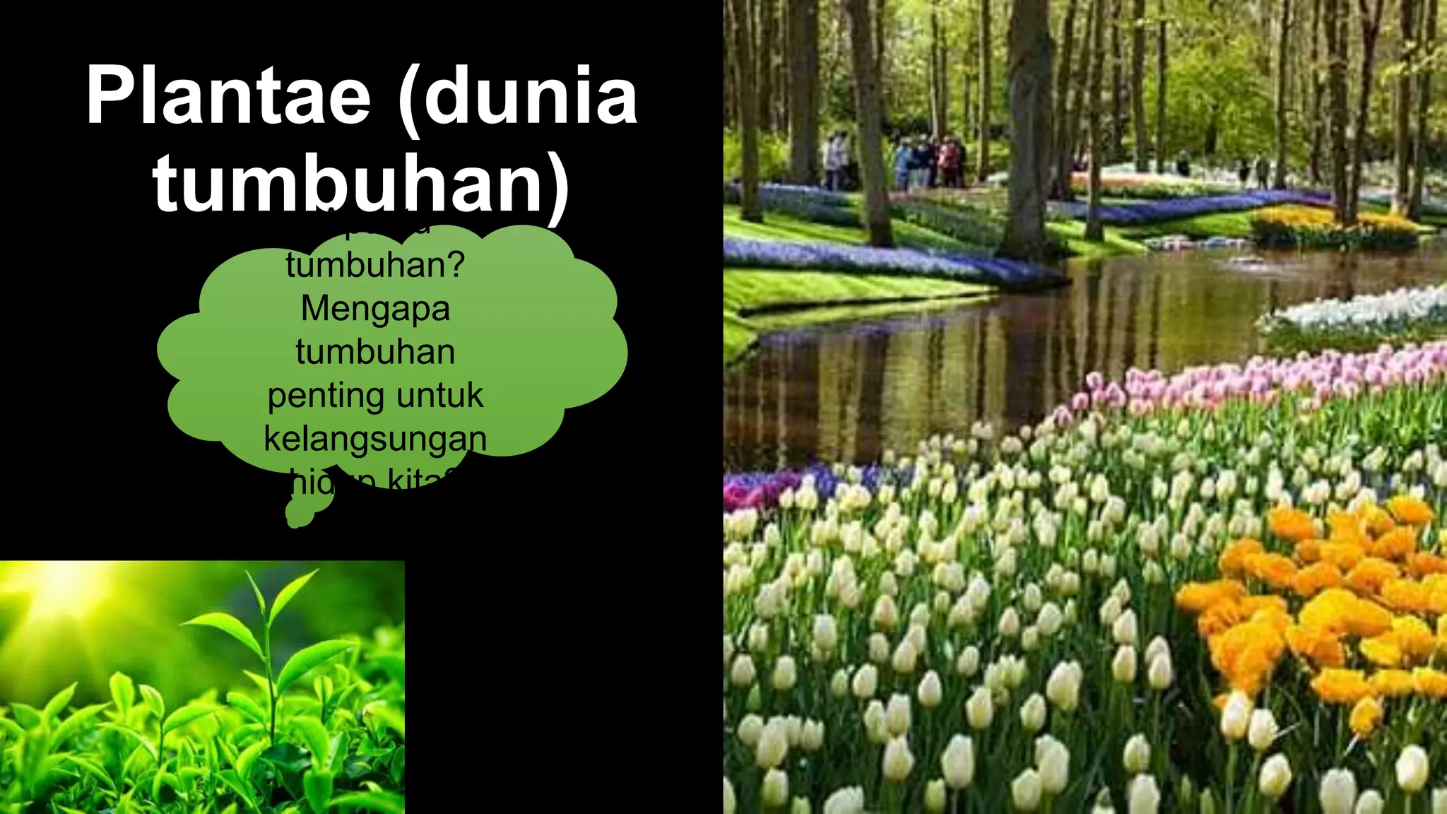 Kingdom plantae part 1 | PPTX