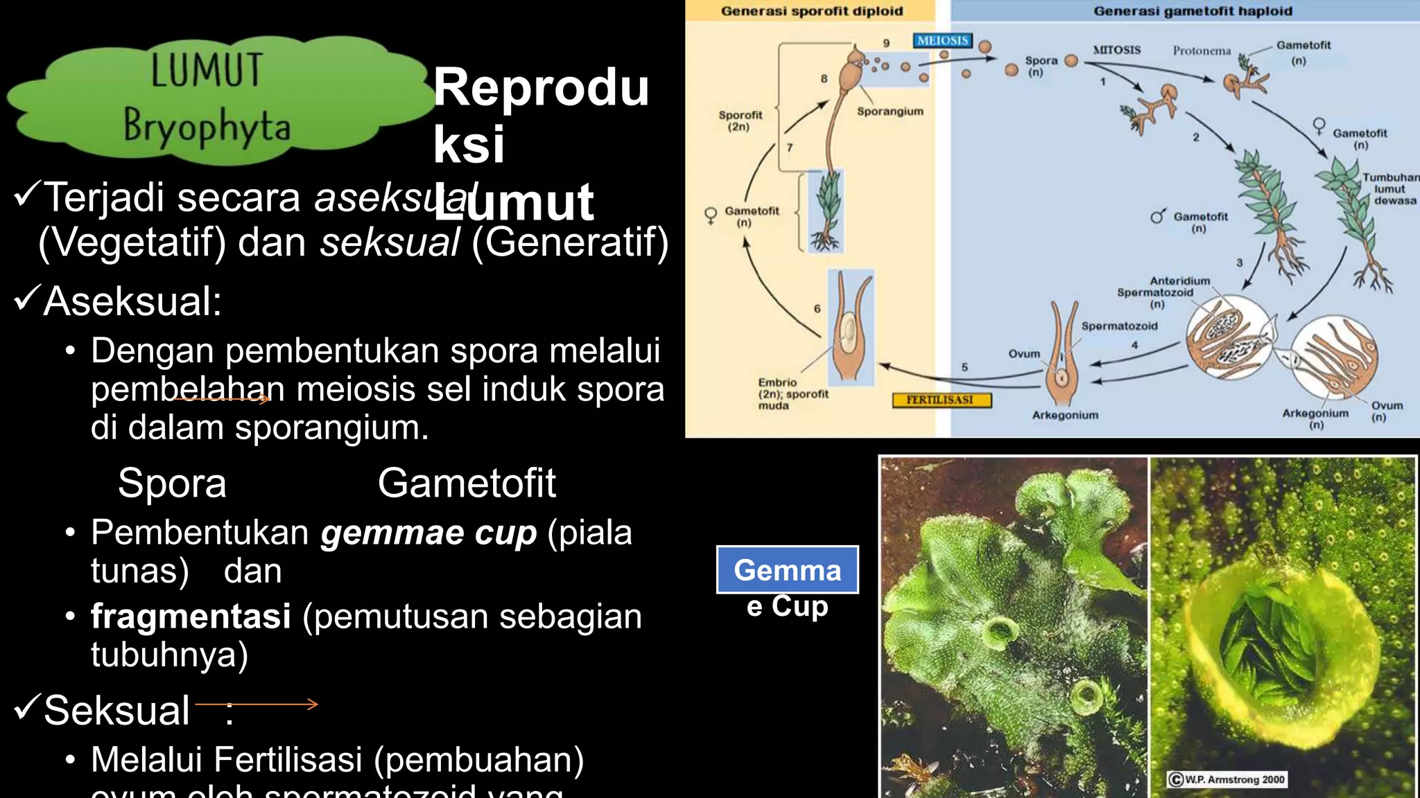 Kingdom plantae part 1 | PPTX