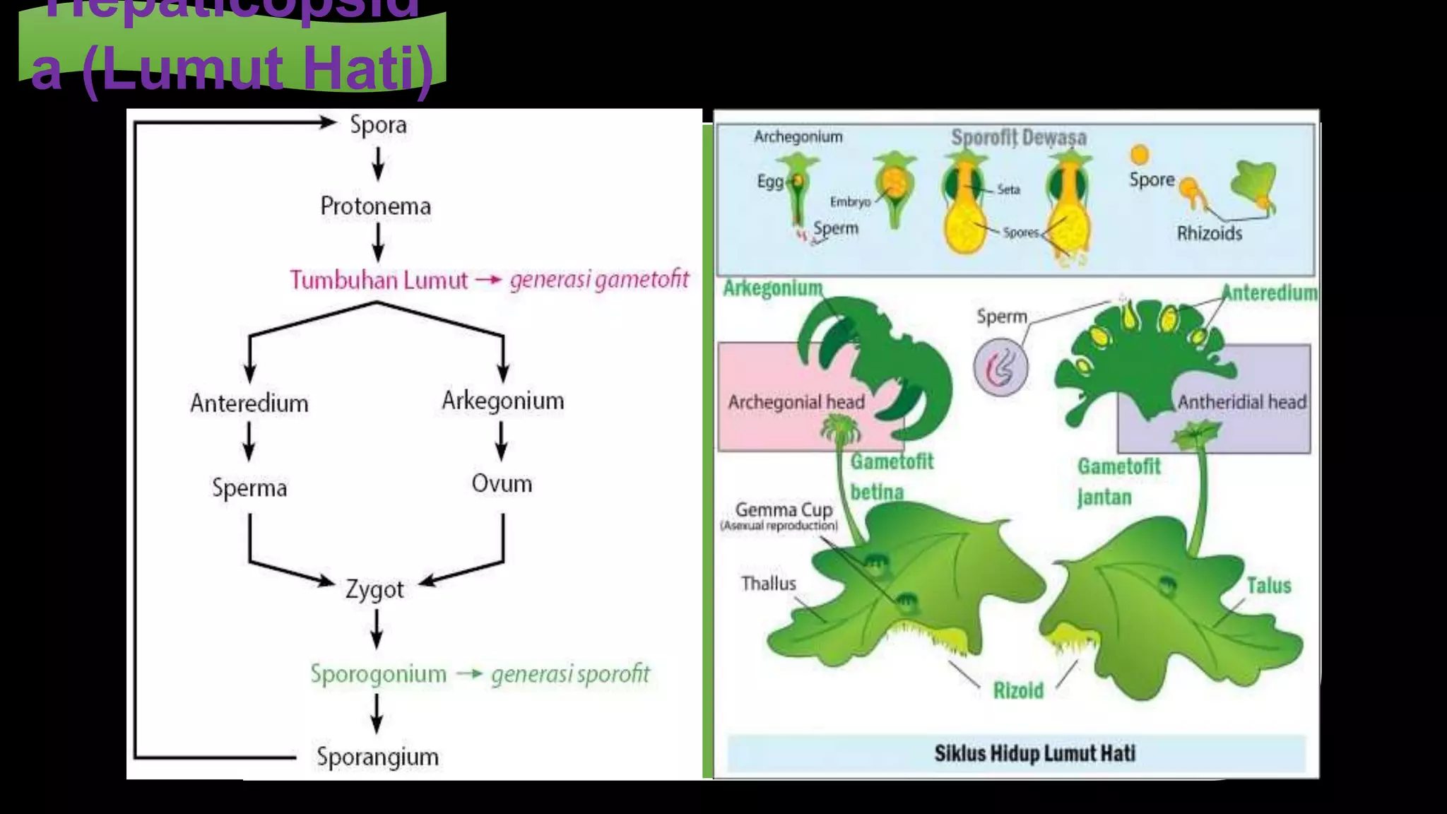 Kingdom plantae part 1 | PPT