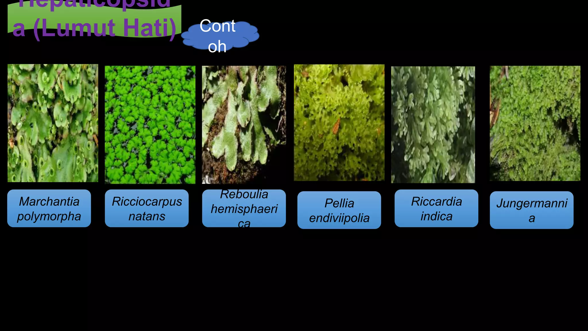 Kingdom plantae part 1 | PPT