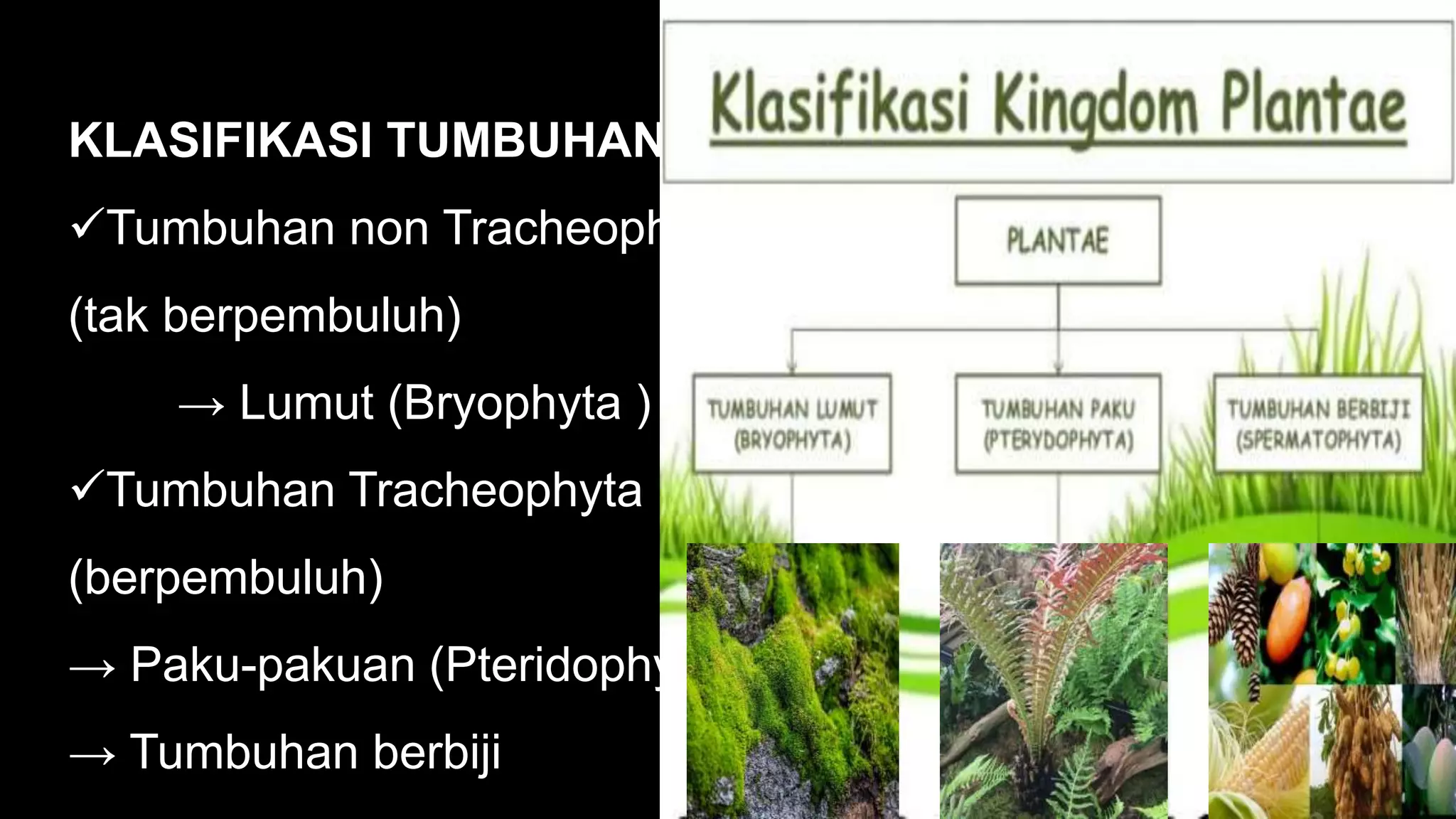 Kingdom plantae part 1 | PPTX
