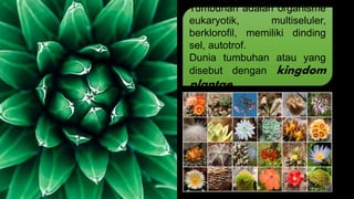 Kingdom plantae part 1 | PPT