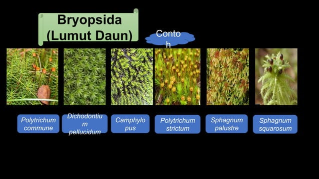 Kingdom plantae part 1 | PPT