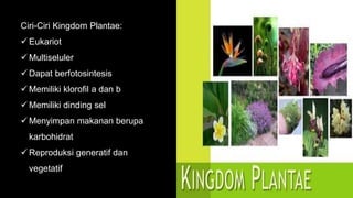 Kingdom plantae part 1 | PPT