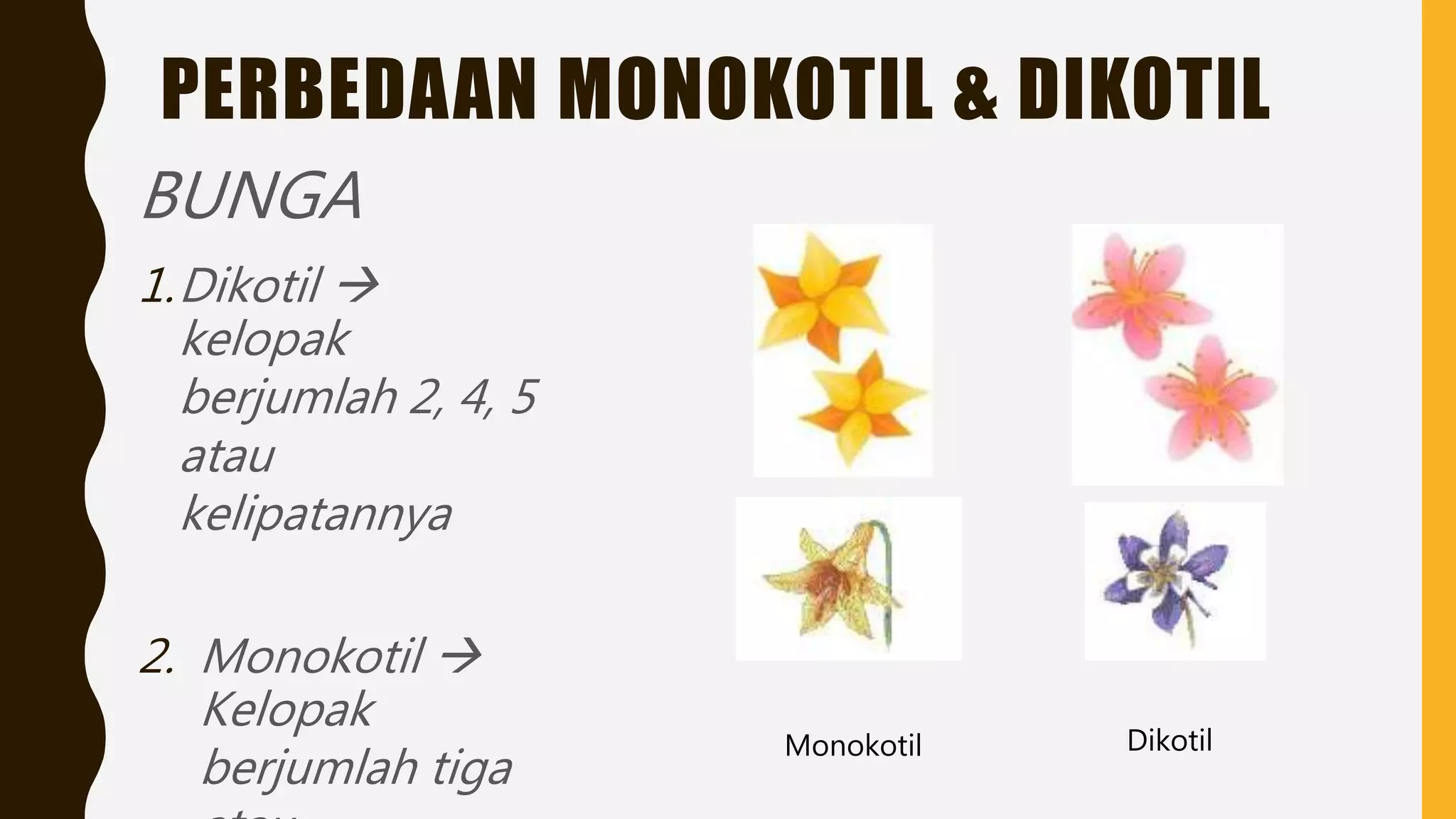 Kingdom Plantae_tumbuhan monokotil dan dikotil.pptx