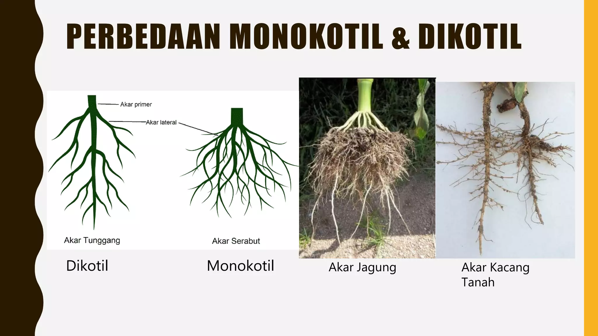 Kingdom Plantae_tumbuhan monokotil dan dikotil.pptx