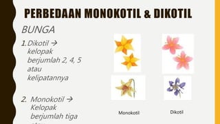 Kingdom Plantae_tumbuhan monokotil dan dikotil.pptx