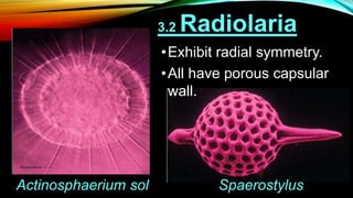 Actinosphaerium Slide