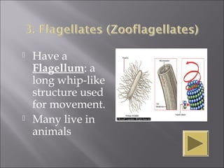 Kingdom protist edited | PPT