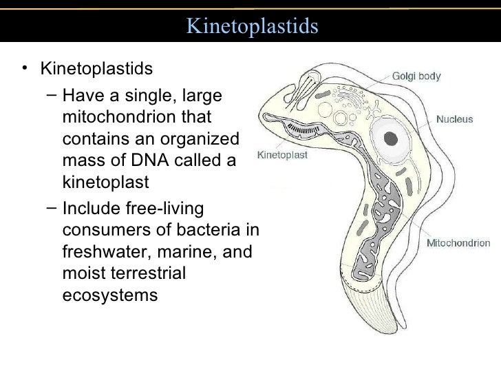 Kingdom Protista