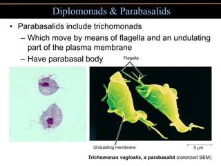 Diplomonads And Parabasalids