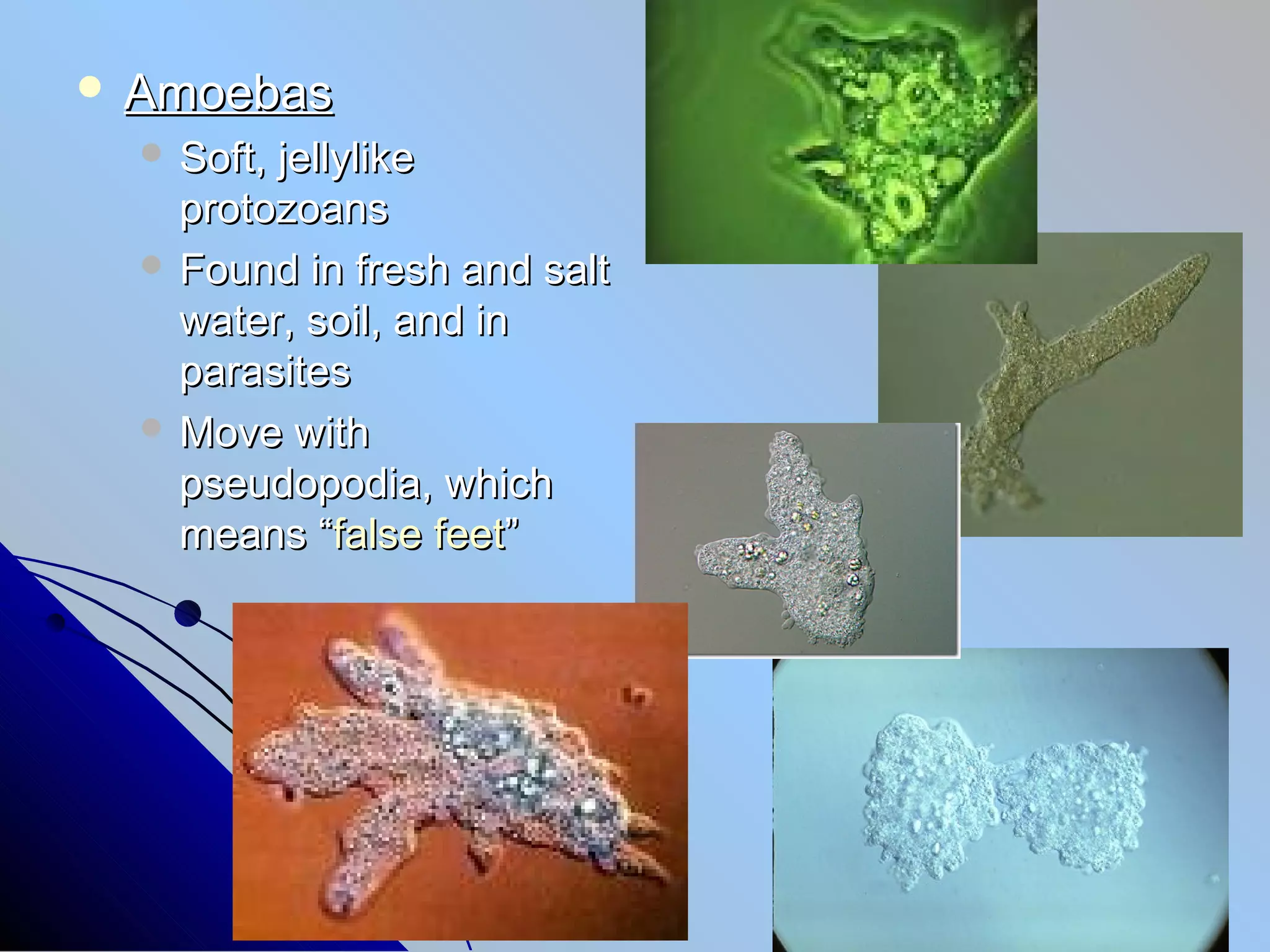 Kingdom protista | PPT