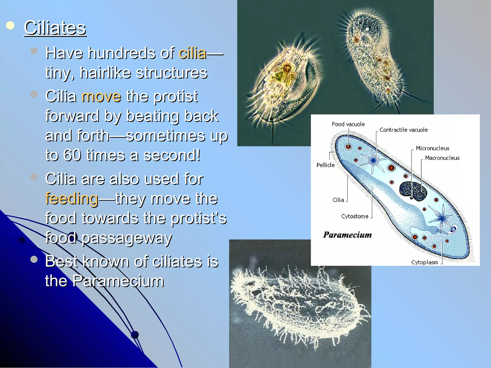 Kingdom protista | PPT