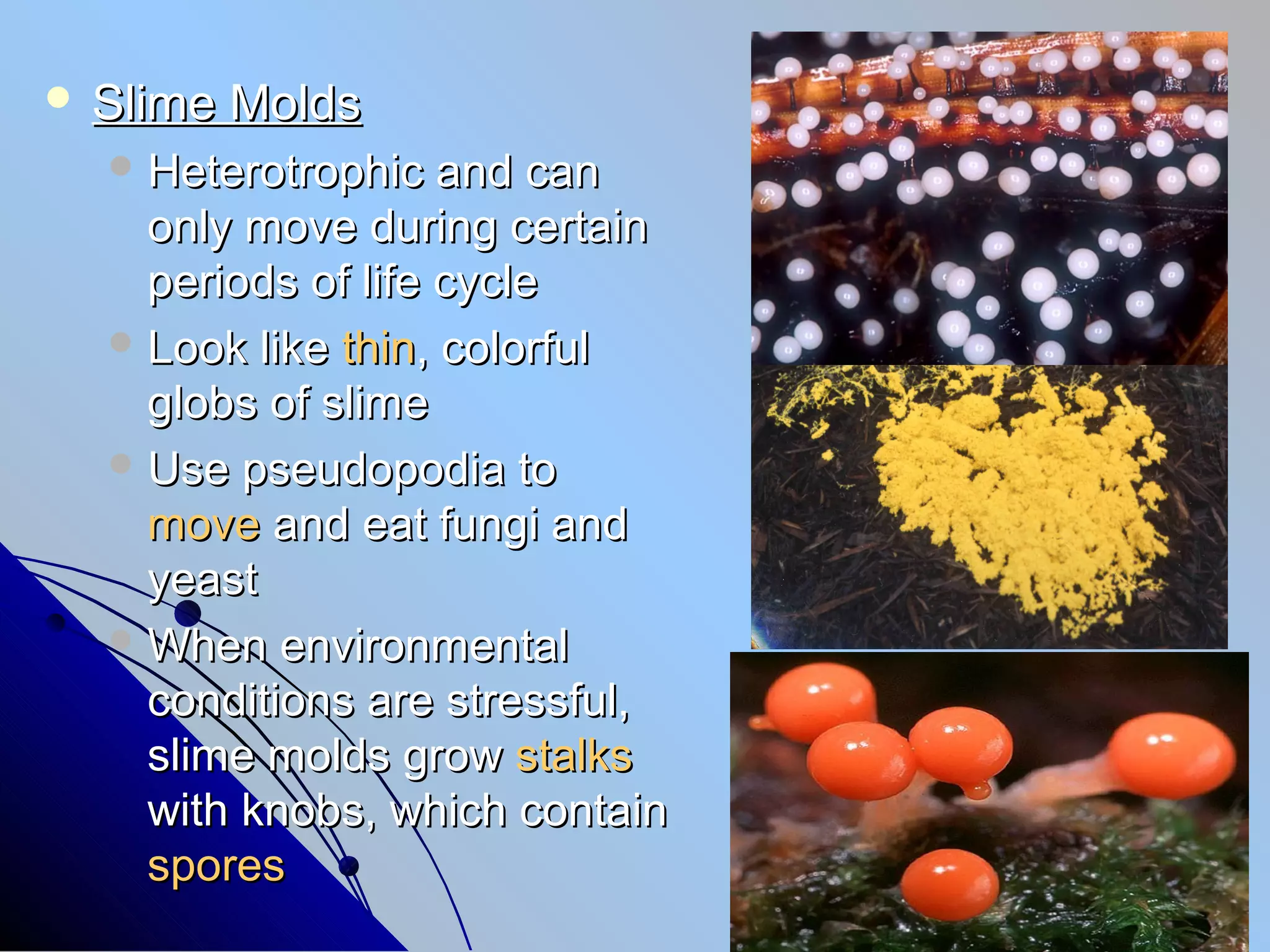 Kingdom protista | PPT