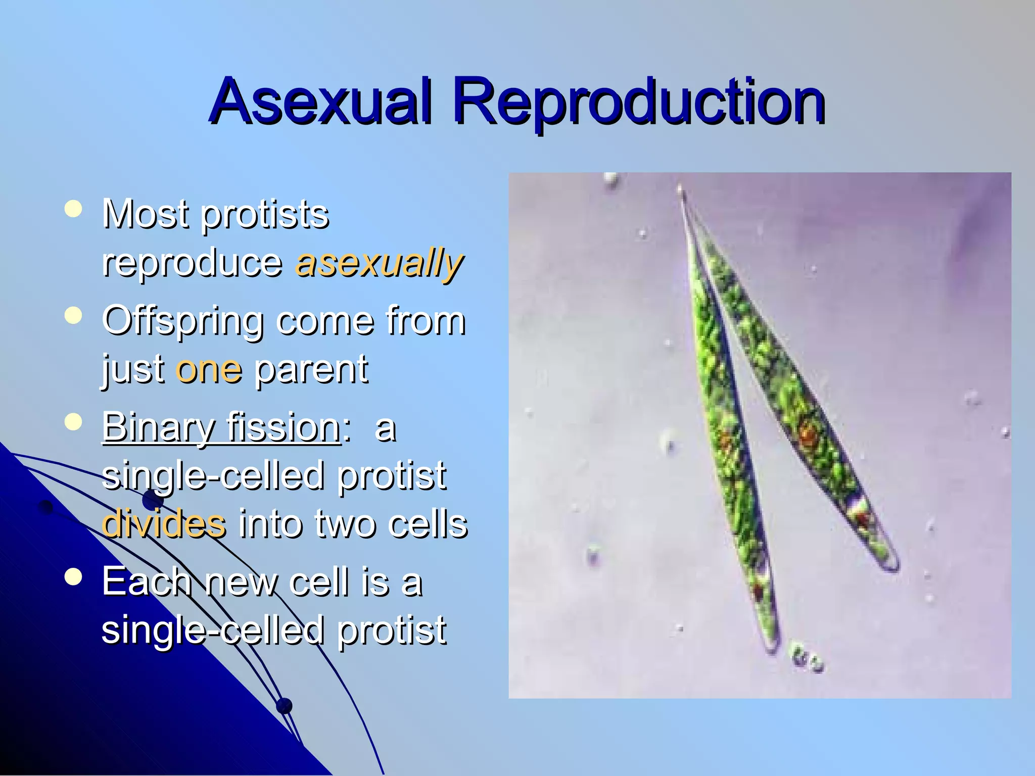 Kingdom protista | PPT