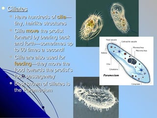 Kingdom protista | PPT