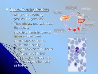 Kingdom protista | PPT