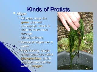 Kingdom protista | PPT