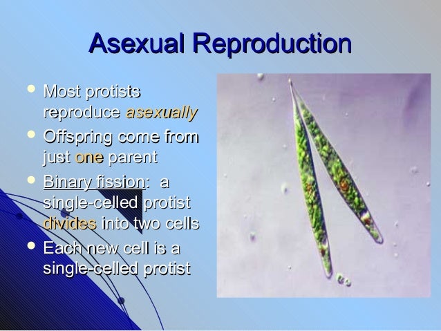 Kingdom Protista 
