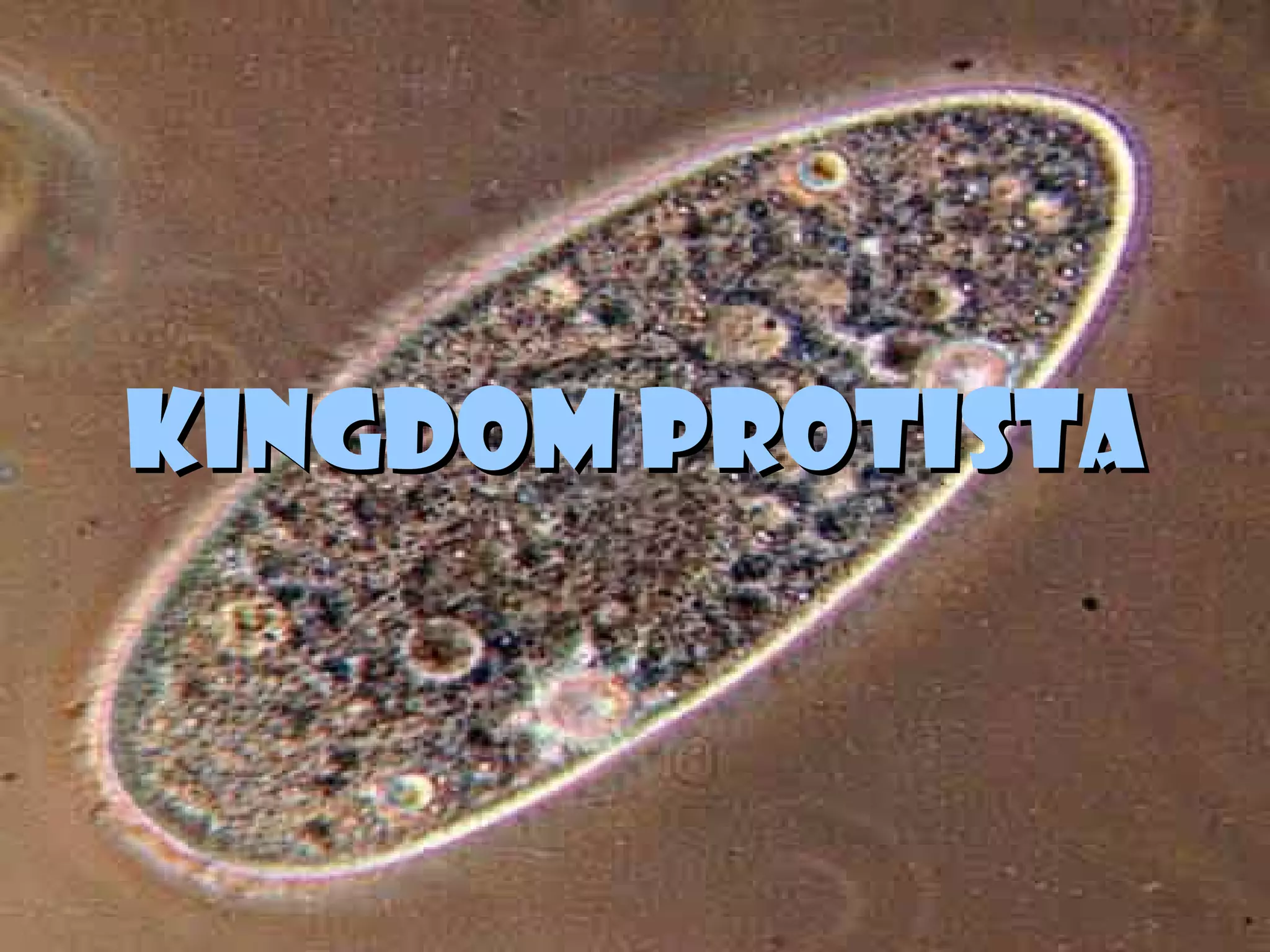 Kingdom protista | PPT