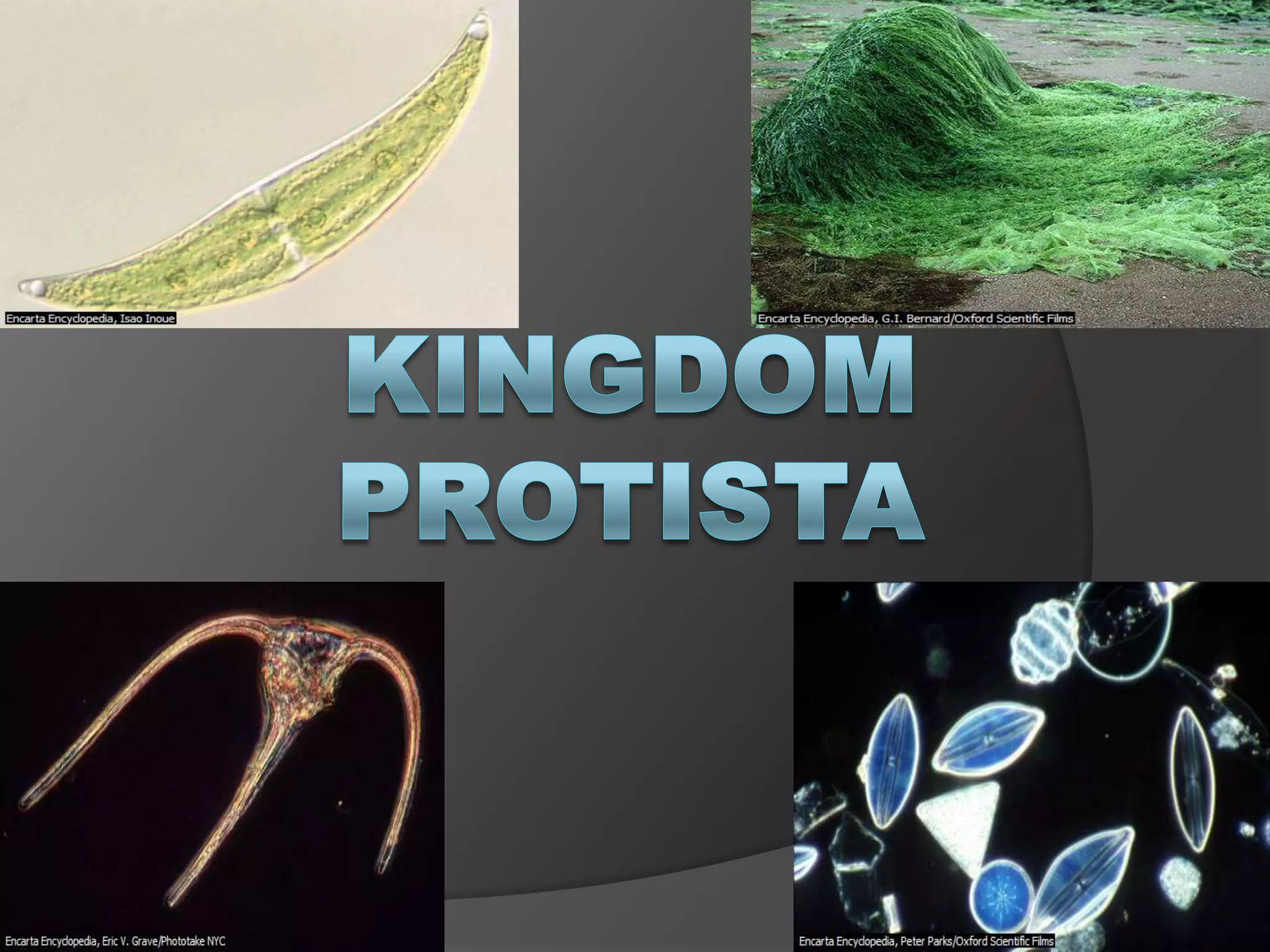Kingdom protista | PPT