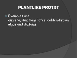 Kingdom protista | PPT