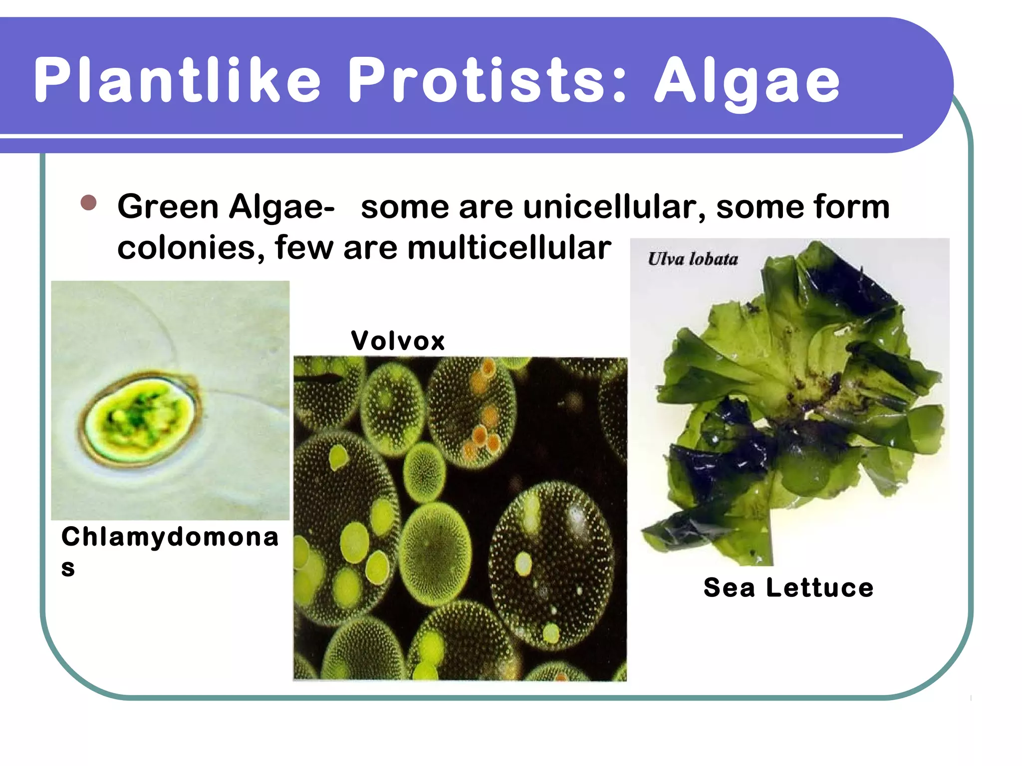 Kingdom protista | PPT