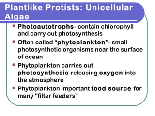 Kingdom protista | PPT