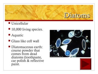 Kingdom protista by issara | PPT