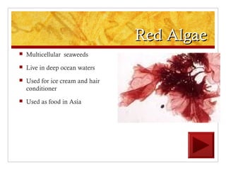 Kingdom protista by issara | PPT