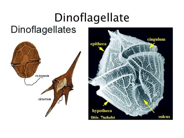 Kingdom Protista By Issara Ppt
