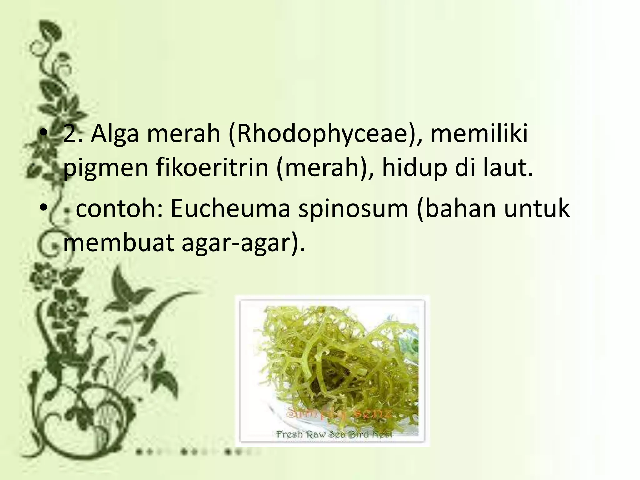 Kingdom protista | PPTX