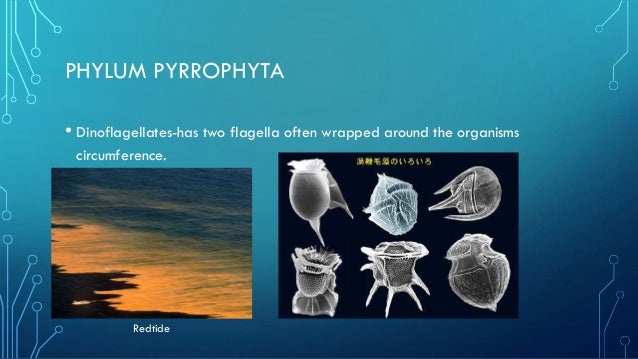 Phylum Pyrrophyta