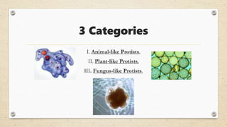 Taxonomy: Kingdom Protista | PPTX