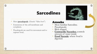 Taxonomy: Kingdom Protista | PPTX