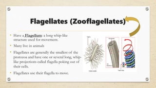 Taxonomy: Kingdom Protista | PPTX