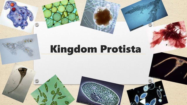 Protista Taxonomy Chart Protista Protists Biology Protist Ta