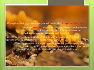 Kingdom Protista | PPT