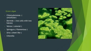 Kingdom protista | PPTX