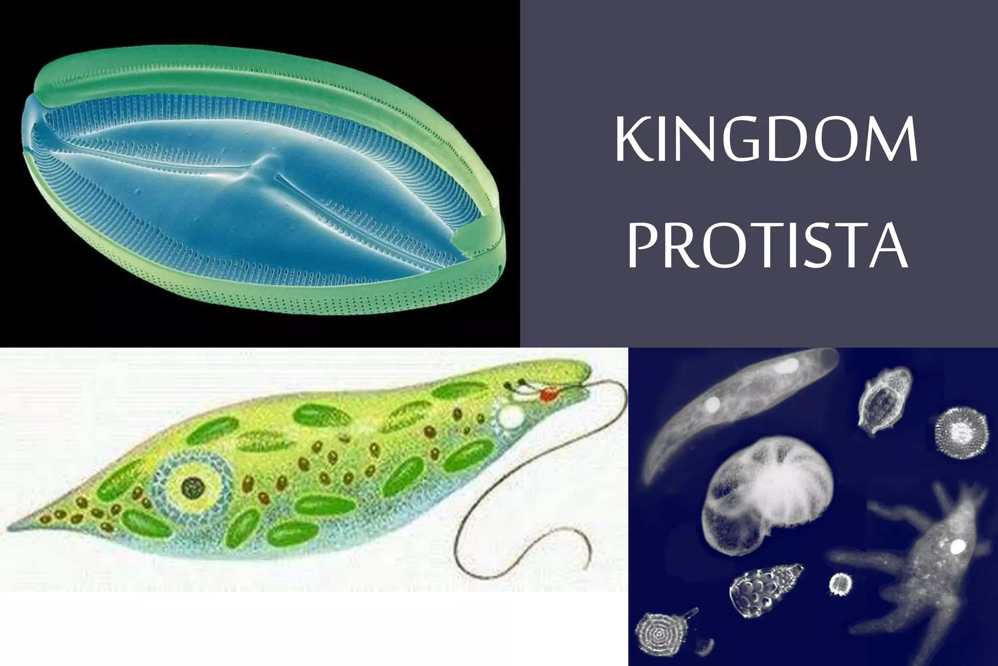 Kingdom protista | PPTX