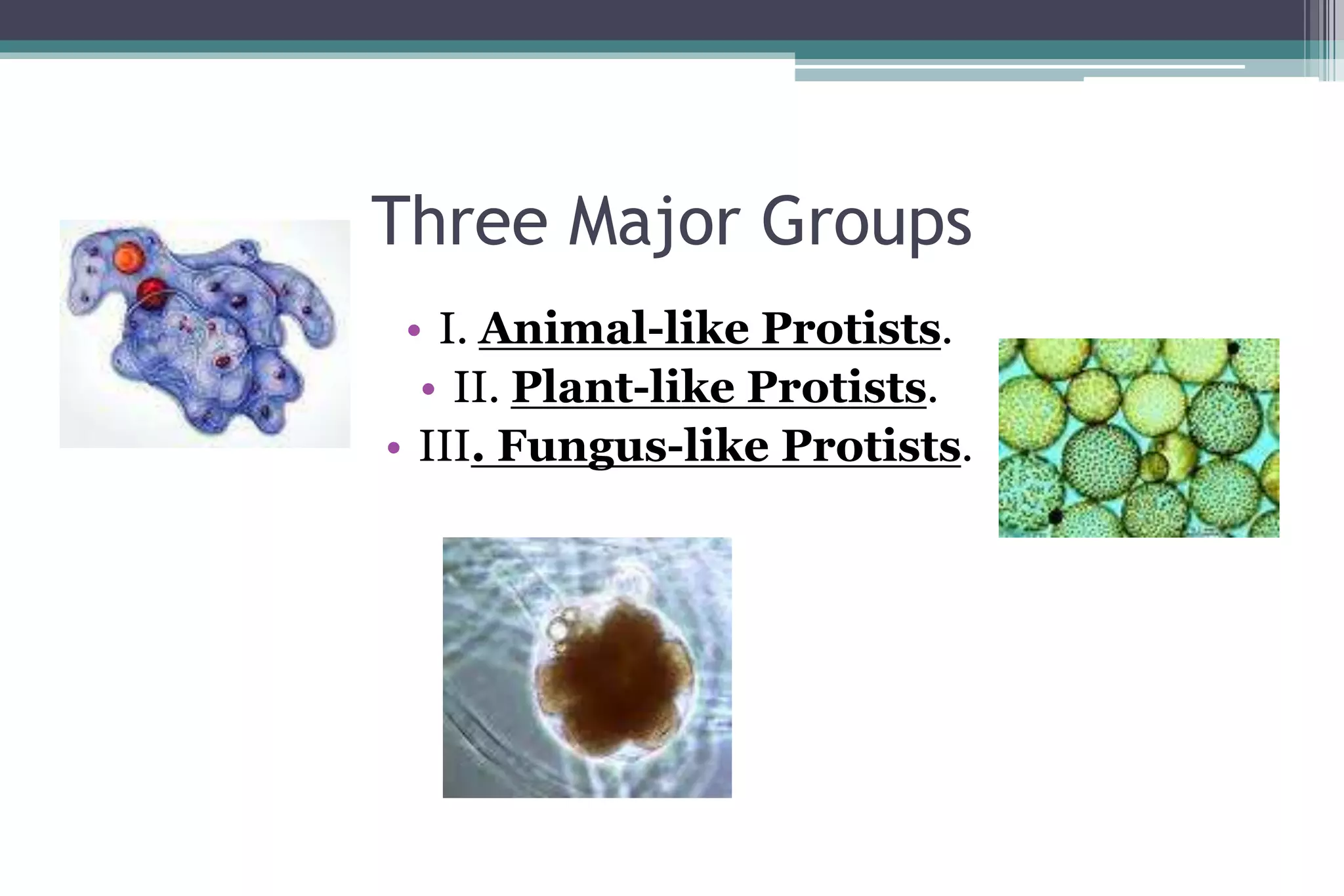 Kingdom protista | PPTX